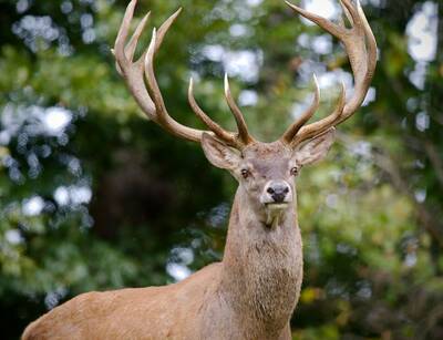 Cerf — Wiki'speria