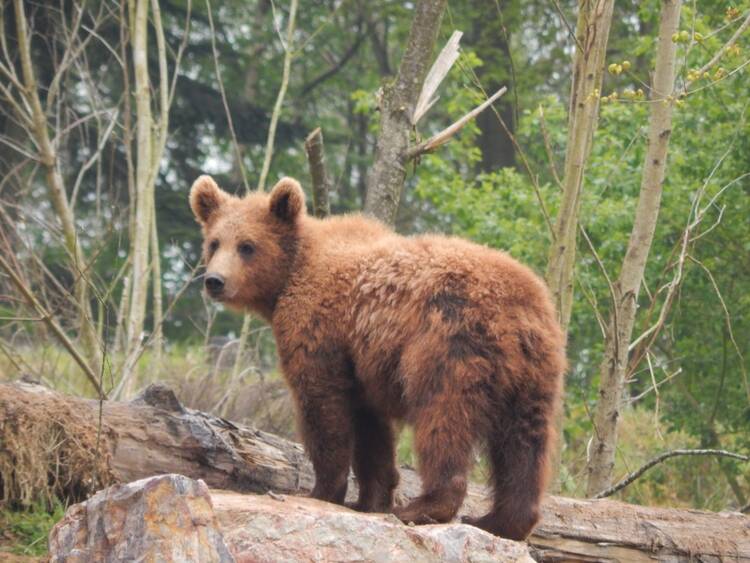 Ours — Wiki'speria