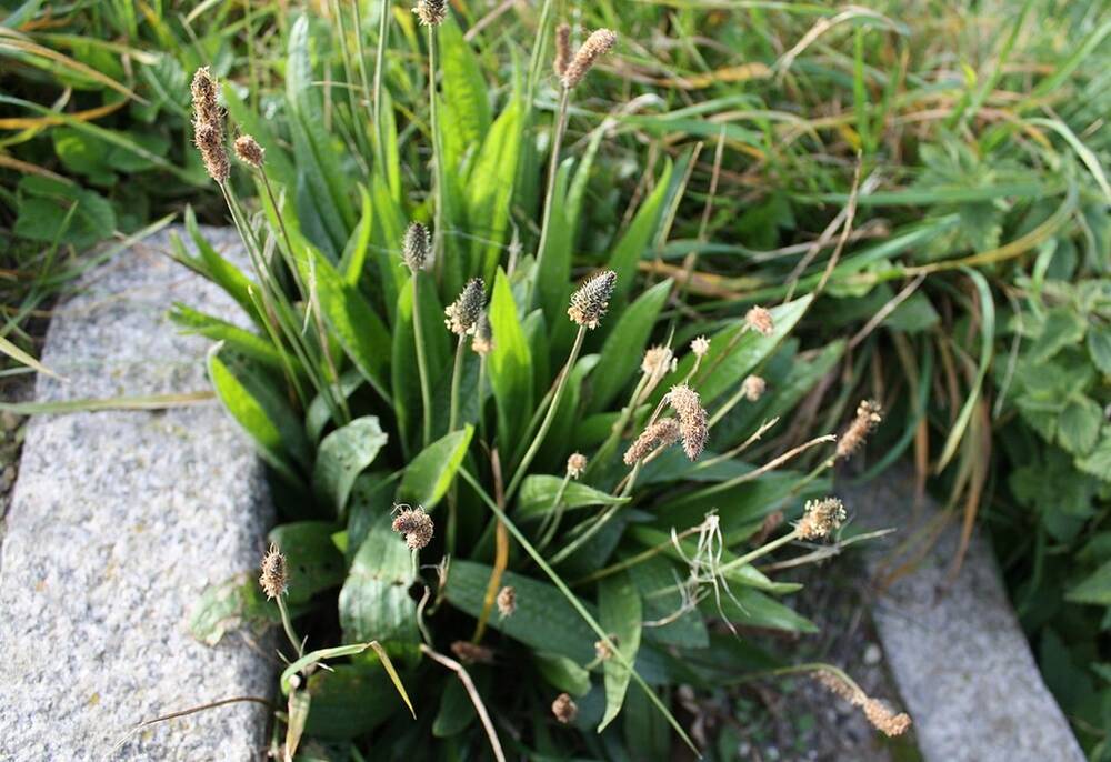 Plantain — Wiki'speria