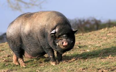 Cochon — Wiki'speria