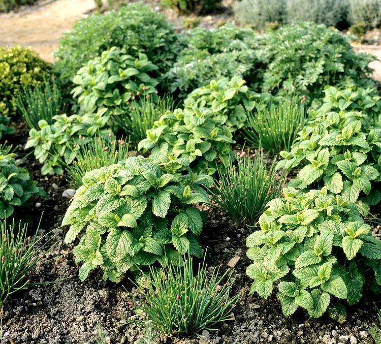 Mélisse — Wiki'speria