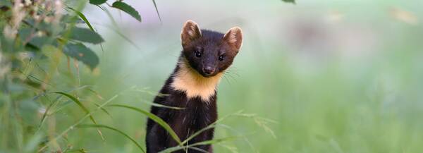 Fouine — Wiki'speria