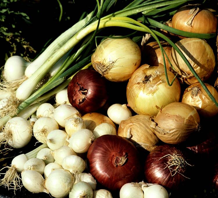 Oignon — Wiki'speria