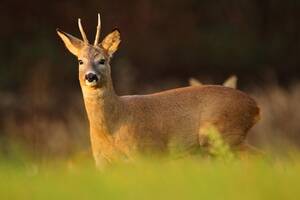 Chevreuil — Wiki'speria