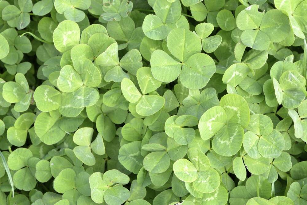 Trèfle Rampant — Wiki'speria