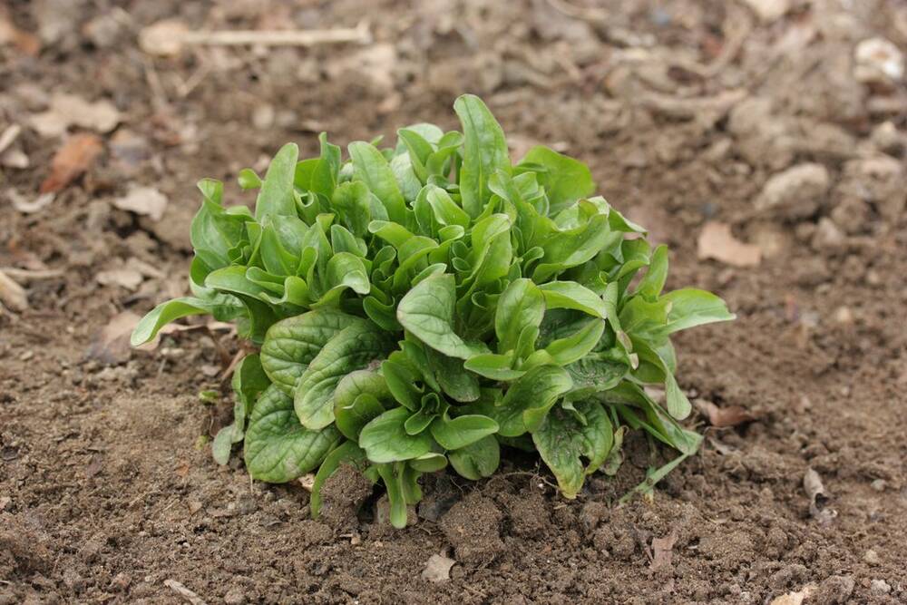 Mâche — Wiki'speria