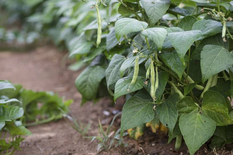 Haricot — Wiki'speria