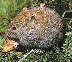 Campagnol — Wiki'speria