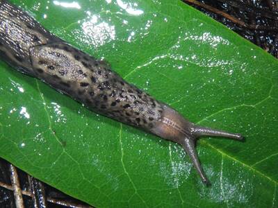 Limace Géante — Wiki'speria