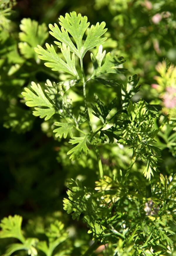 Coriandre — Wiki'speria