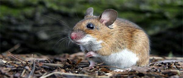 Mulot — Wiki'speria