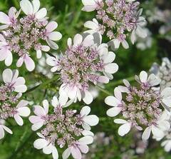 Coriandre — Wiki'speria