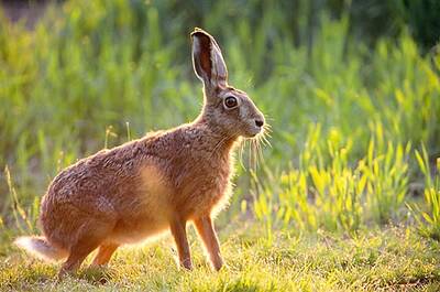 Lièvre — Wiki'speria