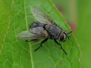 Mouche — Wiki'speria