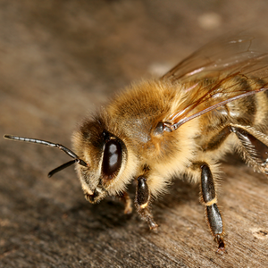 Abeille — Wiki'speria